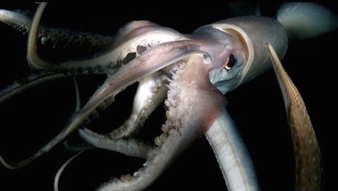 Profundezas do oceano - Cientistas flagram lula gigante | Waves