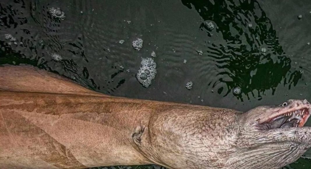 Pescaria animal - Criatura desconhecida na Austrália | Waves