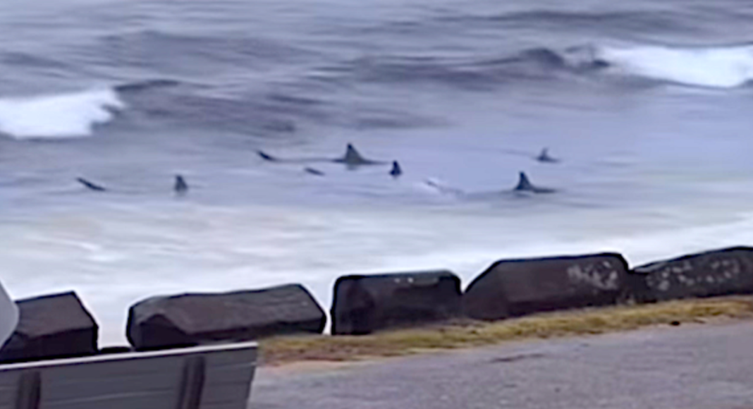 Snapper Rocks - Tubarões assustam no inside | Waves